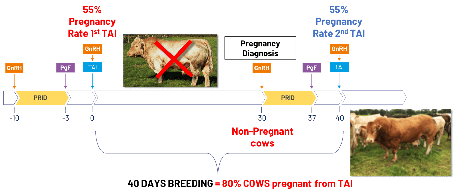 Beef cow synchronization protocols: the effective strategy to improve reproductive efficiency